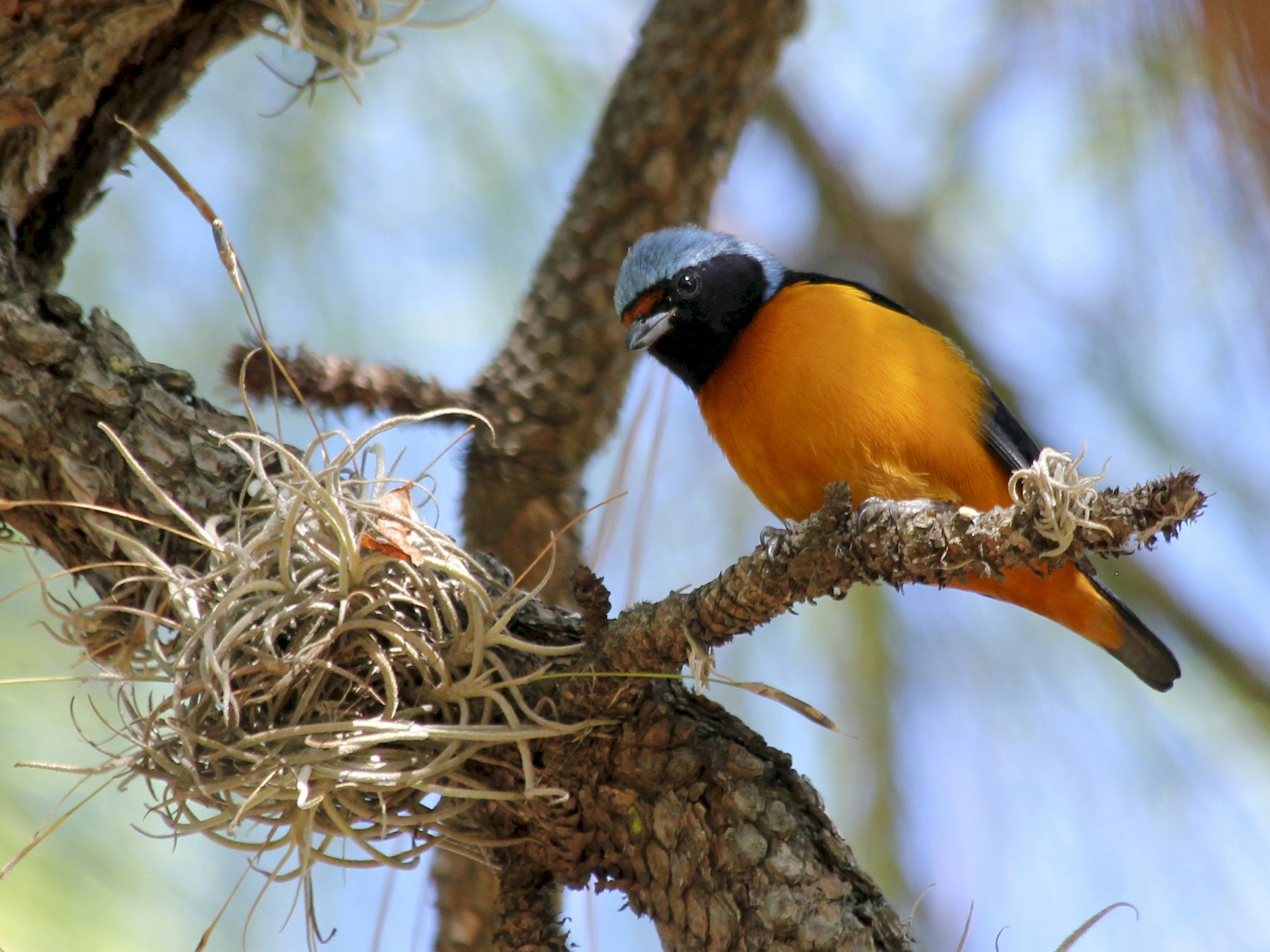 Elegant Euphonia - eBird