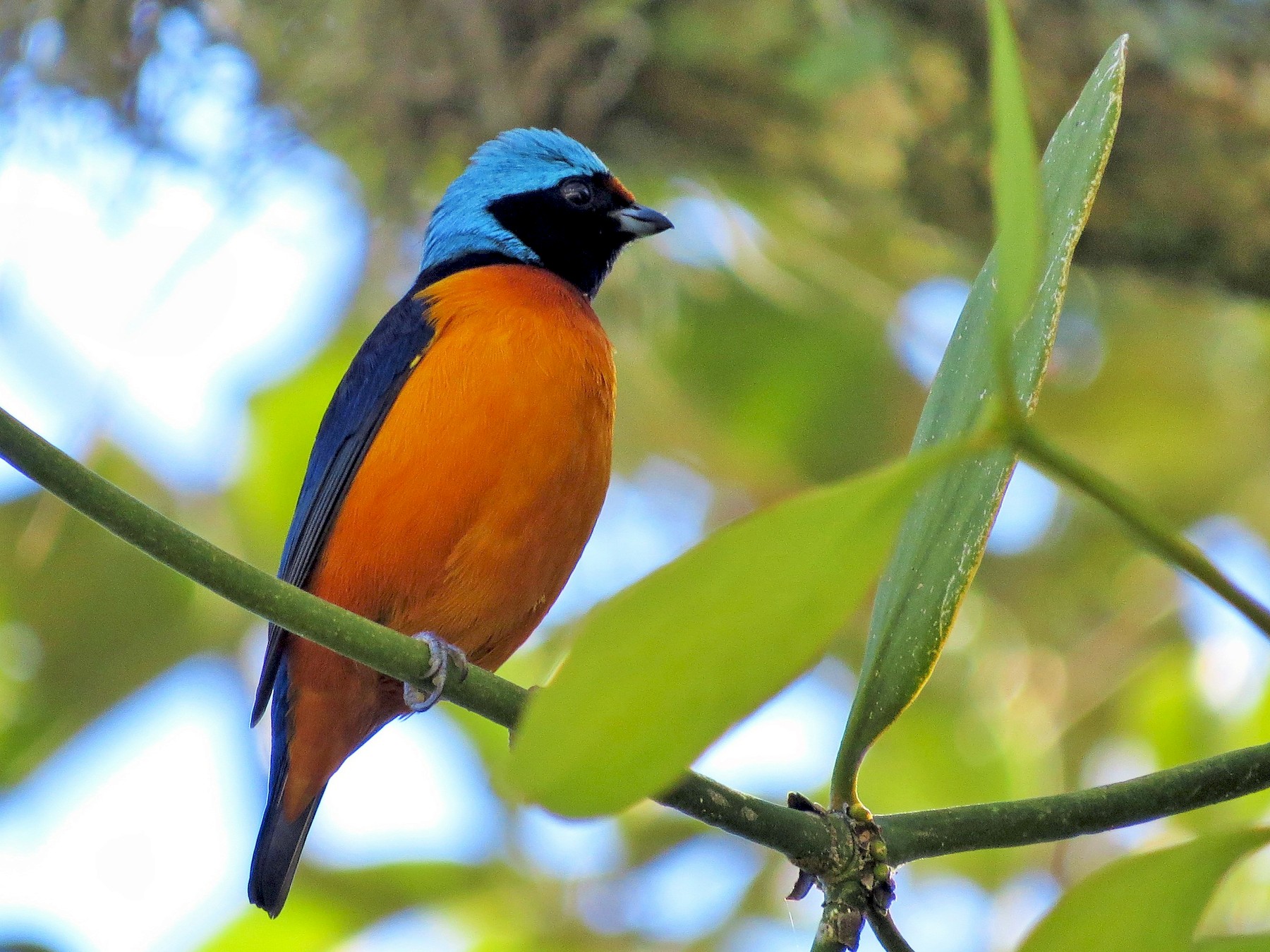 Elegant Euphonia - eBird