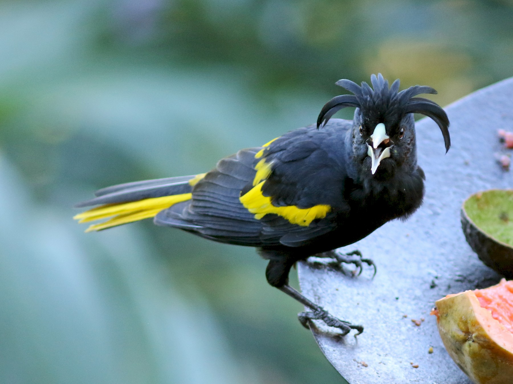 Masterpiece of nature: Strange bird discovered at Vallarta Botanical ...