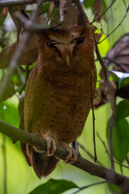 Serendib Scops Owl