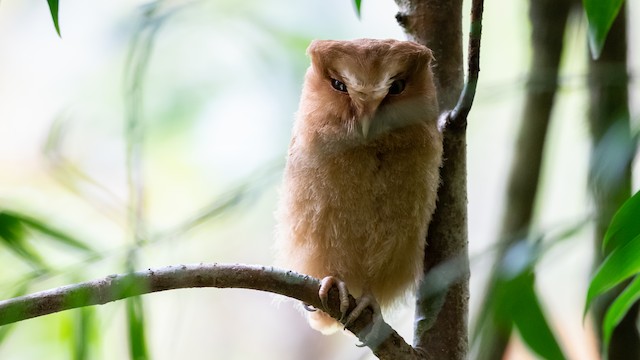 Serendib Scops Owl