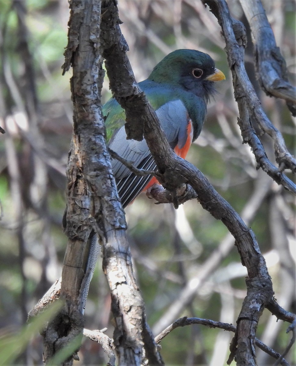 eBird Checklist - 6 Apr 2022 - Madera Canyon--Mt. Wrightson Picnic Area ...