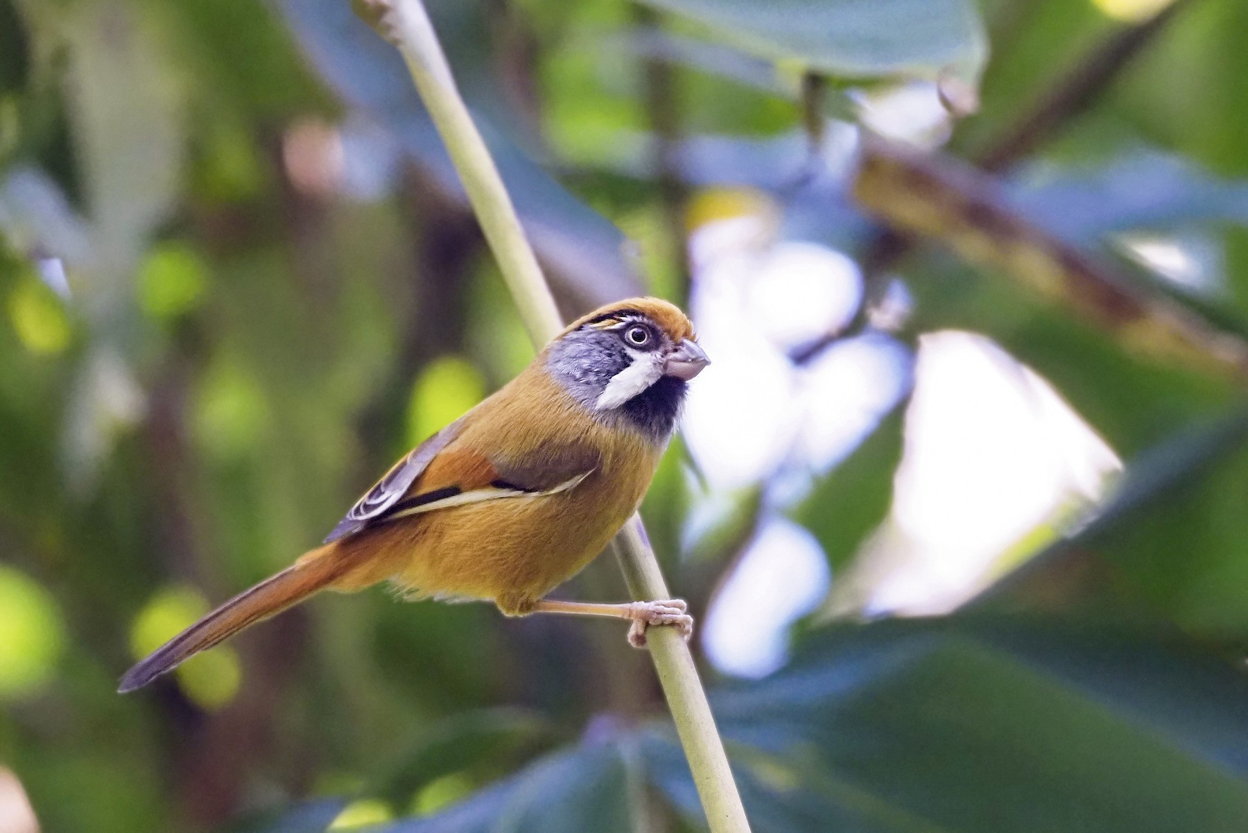 Black-throated Parrotbill (Buff-breasted) - eBird