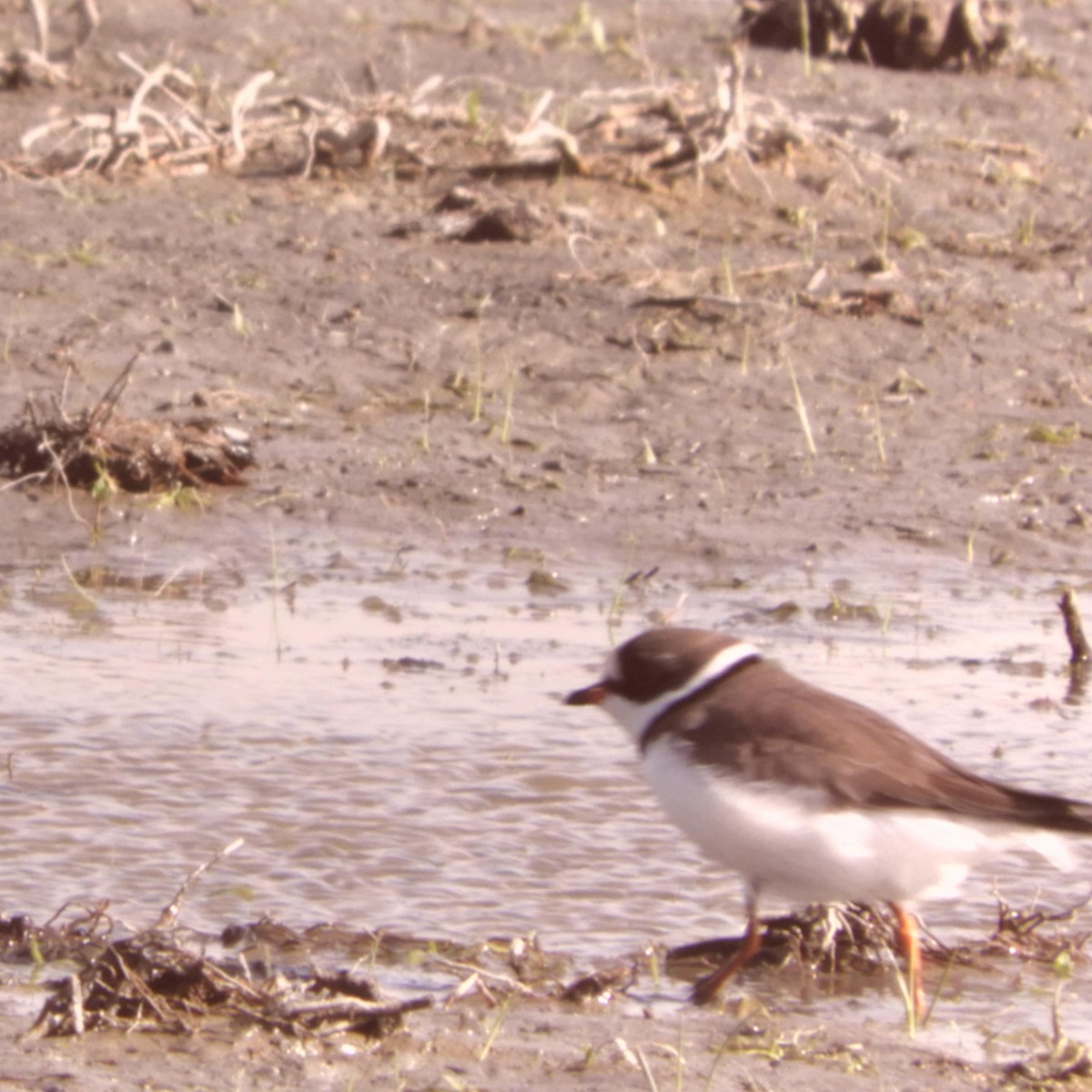 eBird Checklist - 9 Apr 2022 - Merced NWR - 63 species