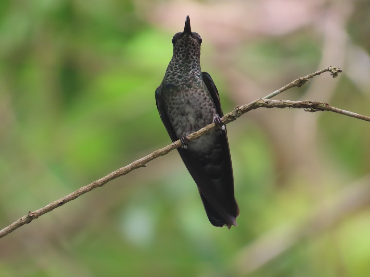 eBird Checklist - 8 Apr 2022 - Canopy Tower - 51 species (+1 other taxa)