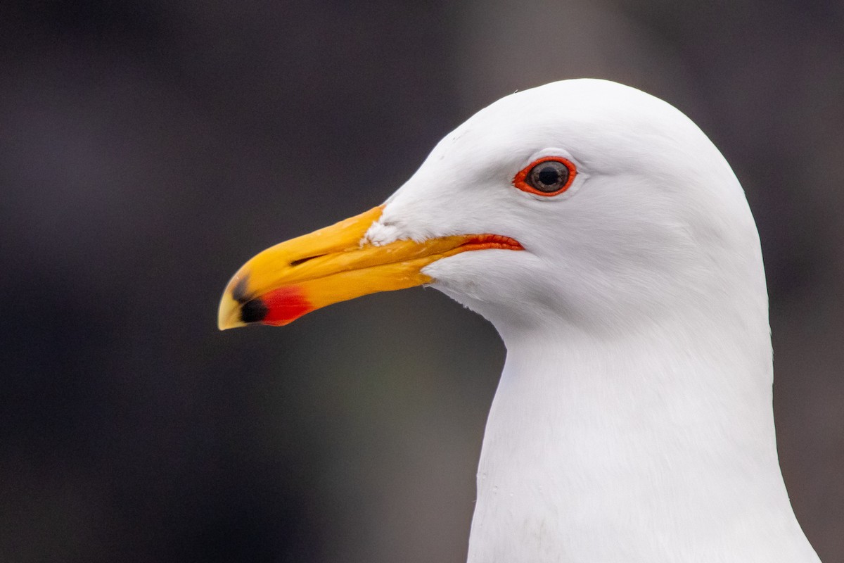 How to ID California Gulls and Short-billed Gulls | Bird Academy • The ...
