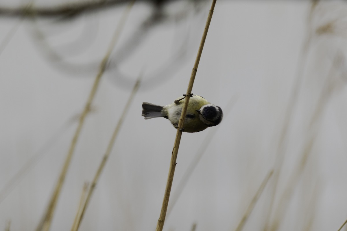 eBird Checklist - 16 Mar 2022 - Helston Loe Pool - 31 species