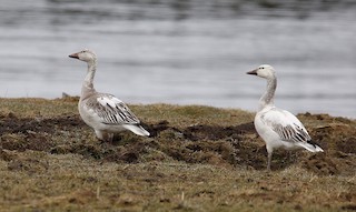 Illustrated Checklist - NL--Harricott (General Location), Avalon ...