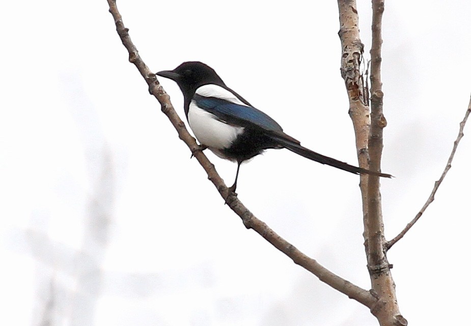 Another state first! Black-billed Magpies attempt breeding in northwest ...