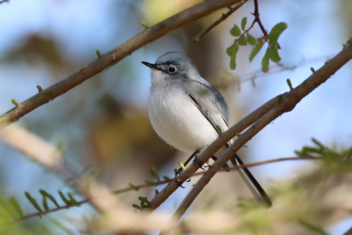 eBird Checklist - 11 Apr 2022 - Stumpy Lake Natural Area - 34 species