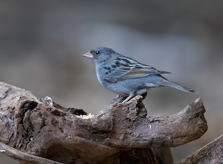 Gray Bunting - Emberiza variabilis - Birds of the World