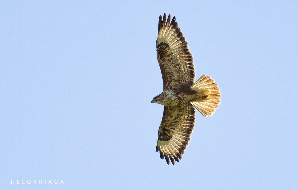 Common x Long-legged Buzzard (hybrid) - eBird