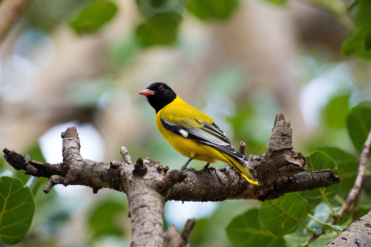 African Black-headed Oriole - Oriolus larvatus - Birds of the World