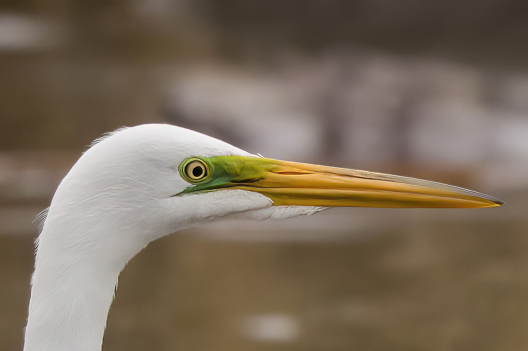 Garza Blanca (egretta) - eBird