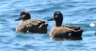 Illustrated Checklist - General Motors Technical Center (restricted ...