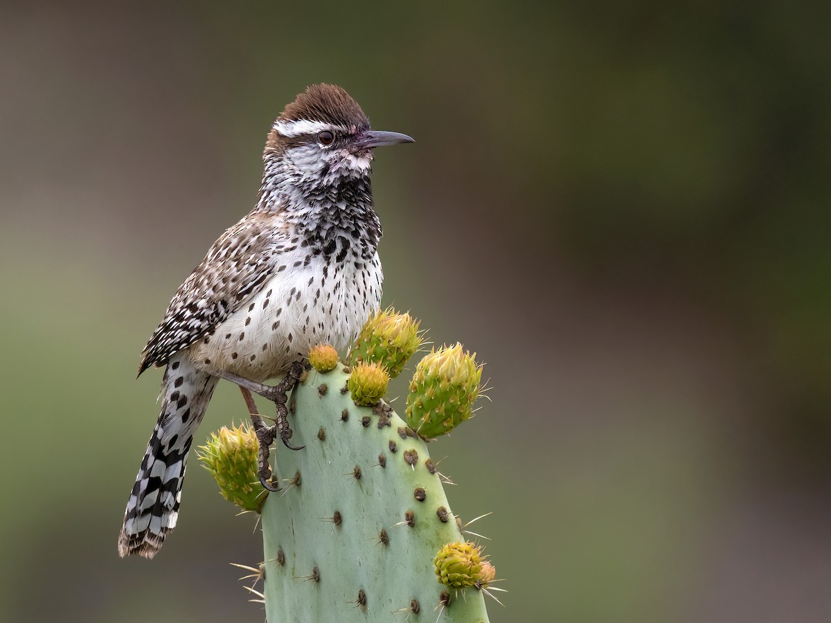 Cactus Wren - Campylorhynchus brunneicapillus - Birds of the World