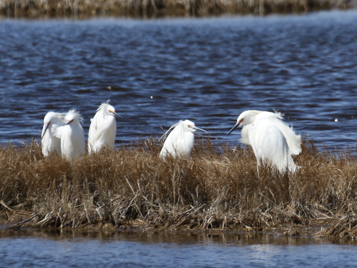 New Hampshire eBird Checklist - 15 Apr 2022 - Pools South of Odiorne ...