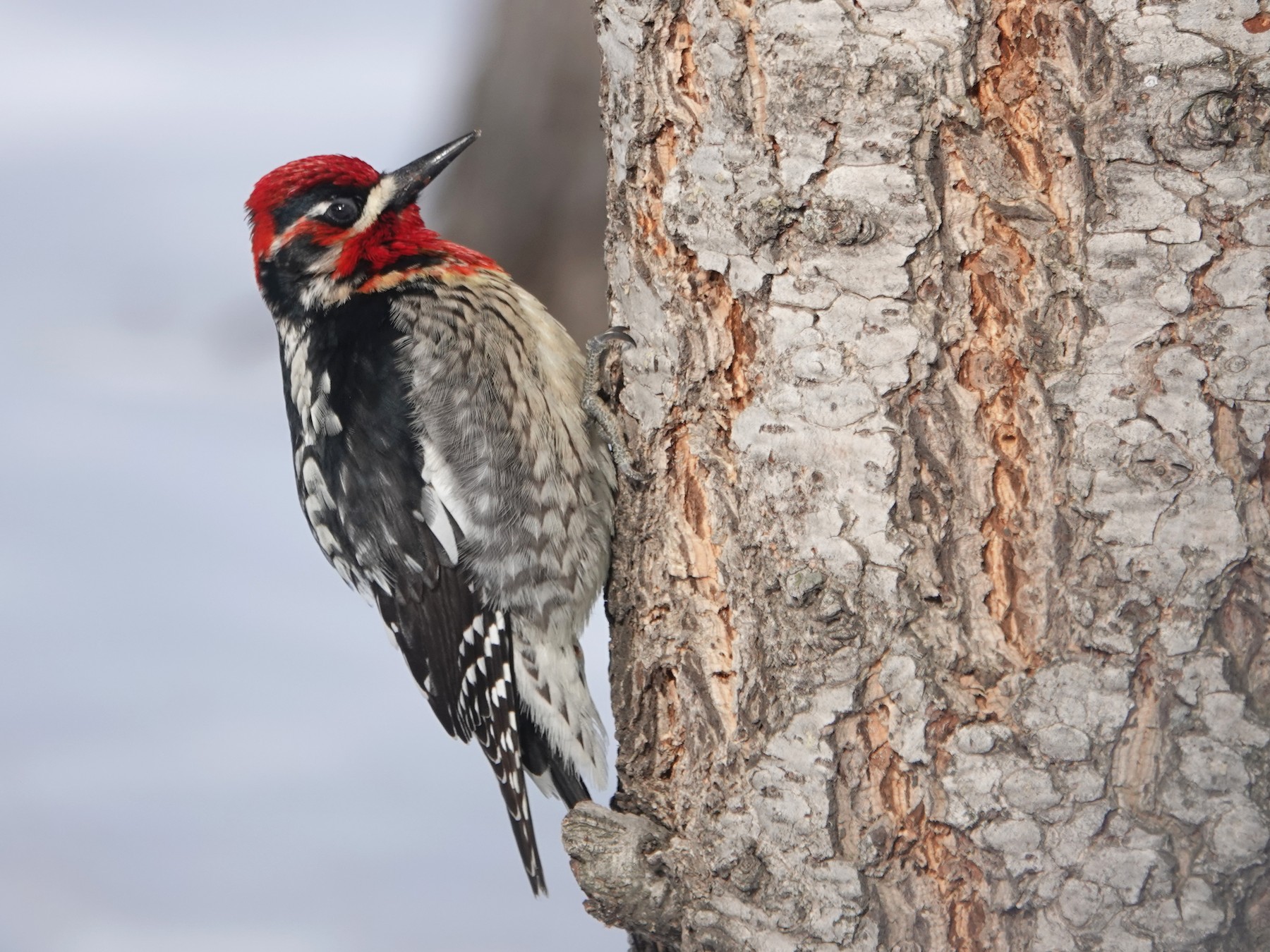 sapsucker sp. - eBird