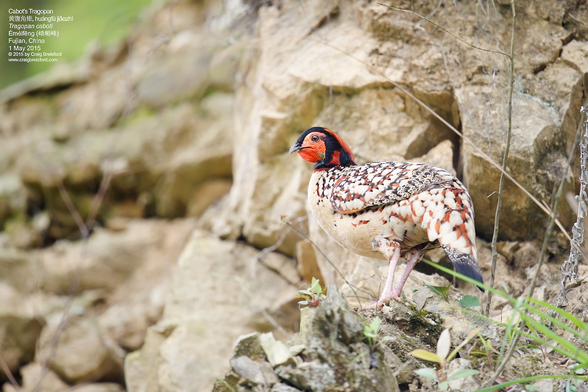 Cabot's Tragopan - Tragopan caboti - Birds of the World