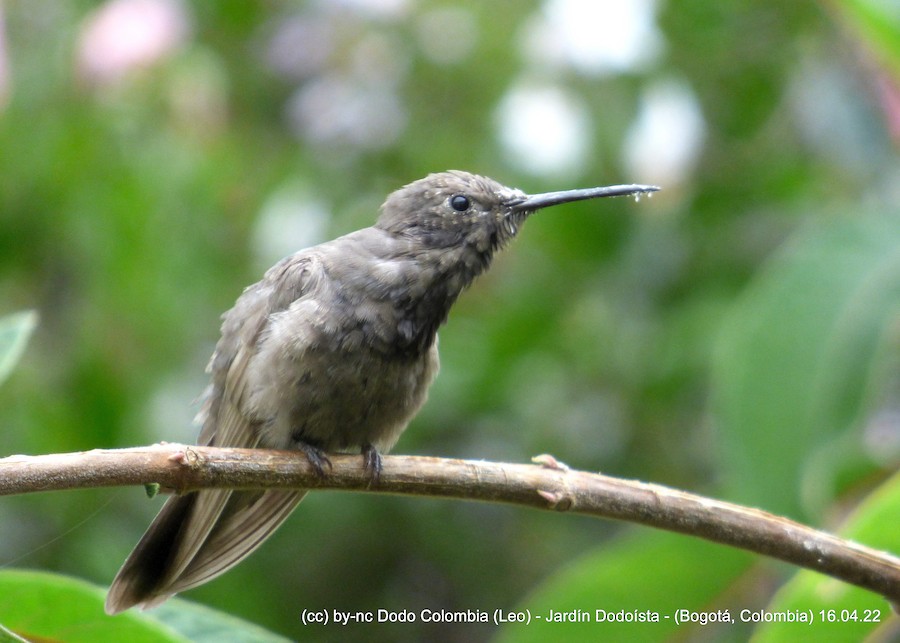 Colibrí rutilante/verdemar - eBird
