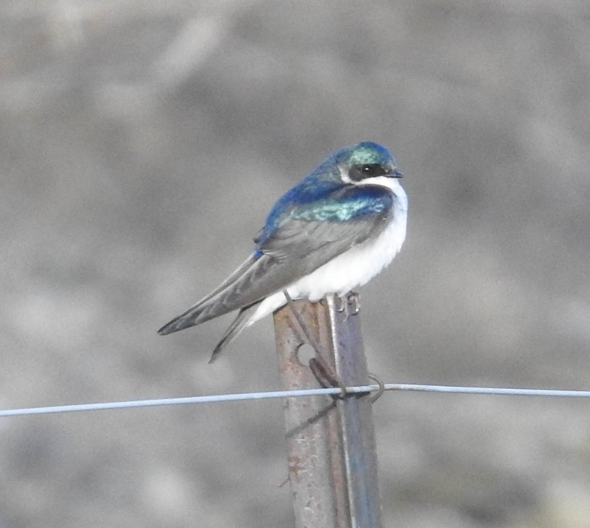 eBird Canada Checklist - 17 Apr 2022 - Stoney Creek--10th Road East ...