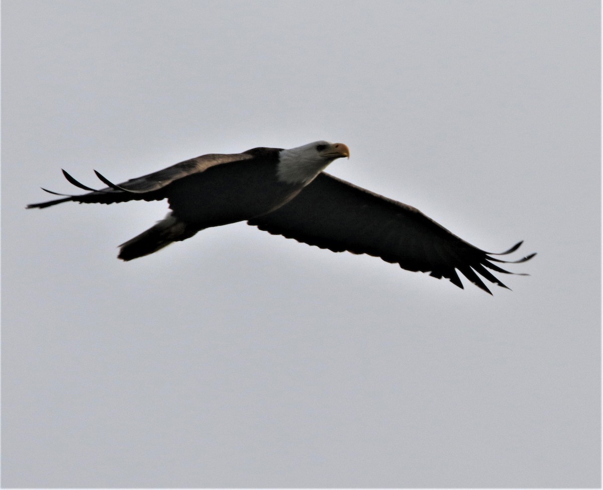 eBird Checklist - 17 Apr 2022 - Tomball Lowe's/Target retention ponds ...