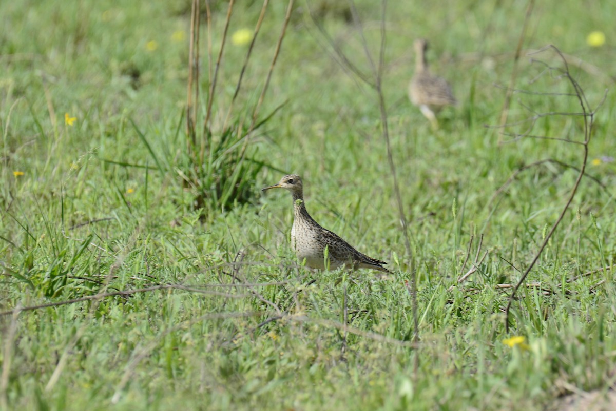 eBird Checklist - 14 Apr 2022 - Attwater Prairie Chicken NWR (CTC 004 ...