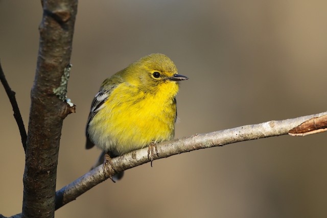 Pine Warbler Juvenile