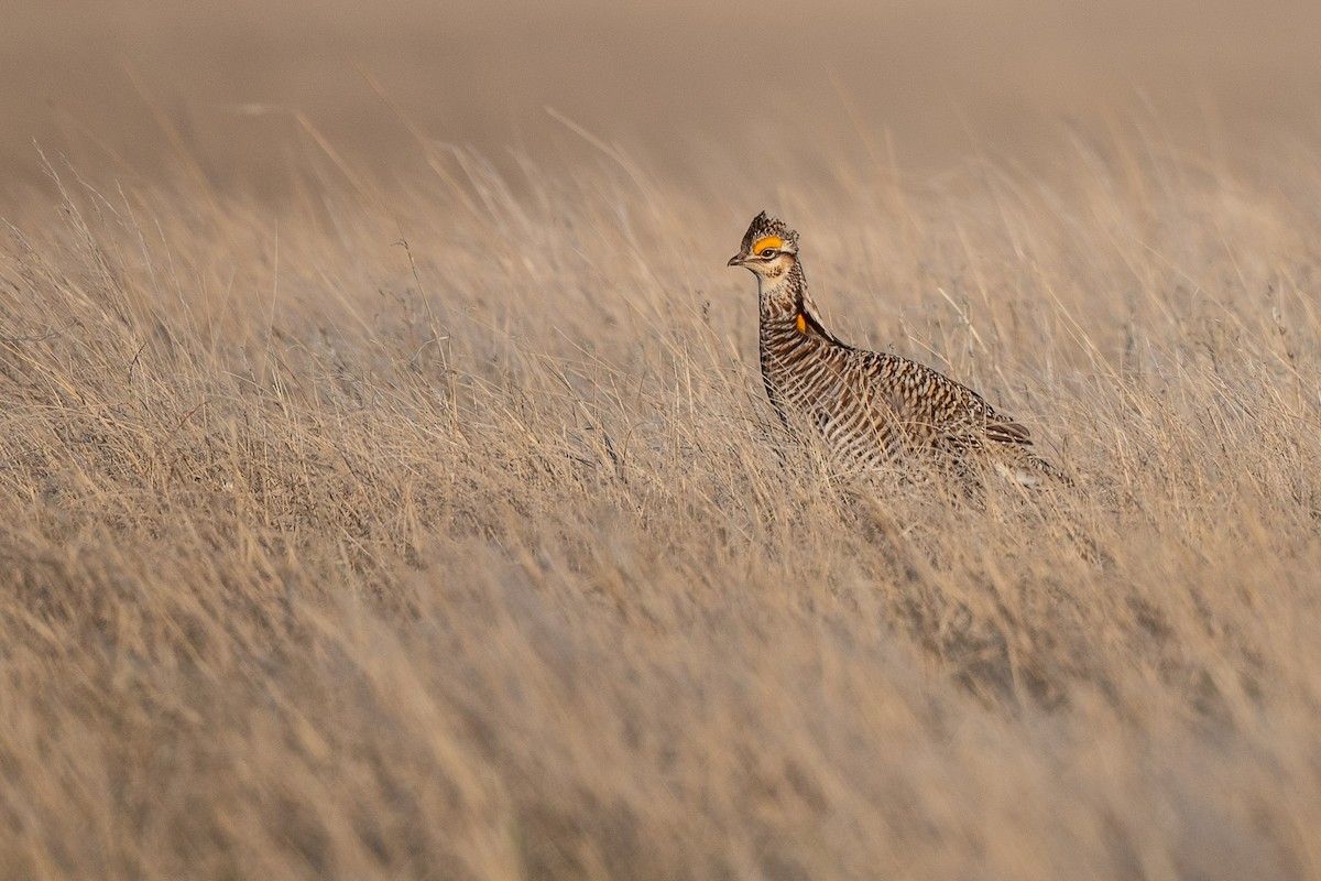 eBird Checklist - 8 Apr 2022 - Lek - Kansas Prairie Chicken Festival ...