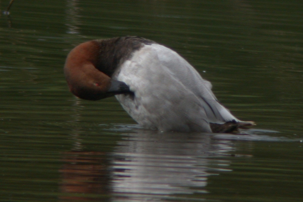 eBird Checklist - 12 Jul 2002 - Pennington Flash LNR - 3 species