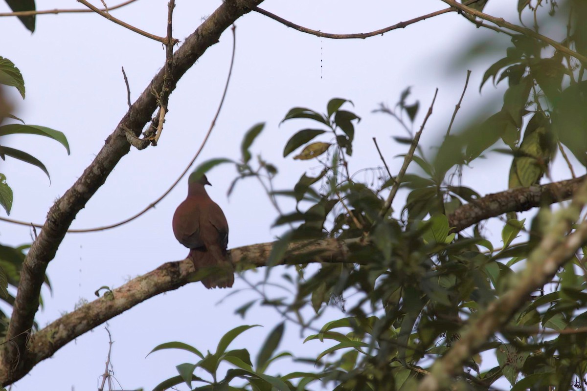 eBird Checklist - 1 Apr 2022 - Bosque Del Tolomuco - 55 species (+4 ...