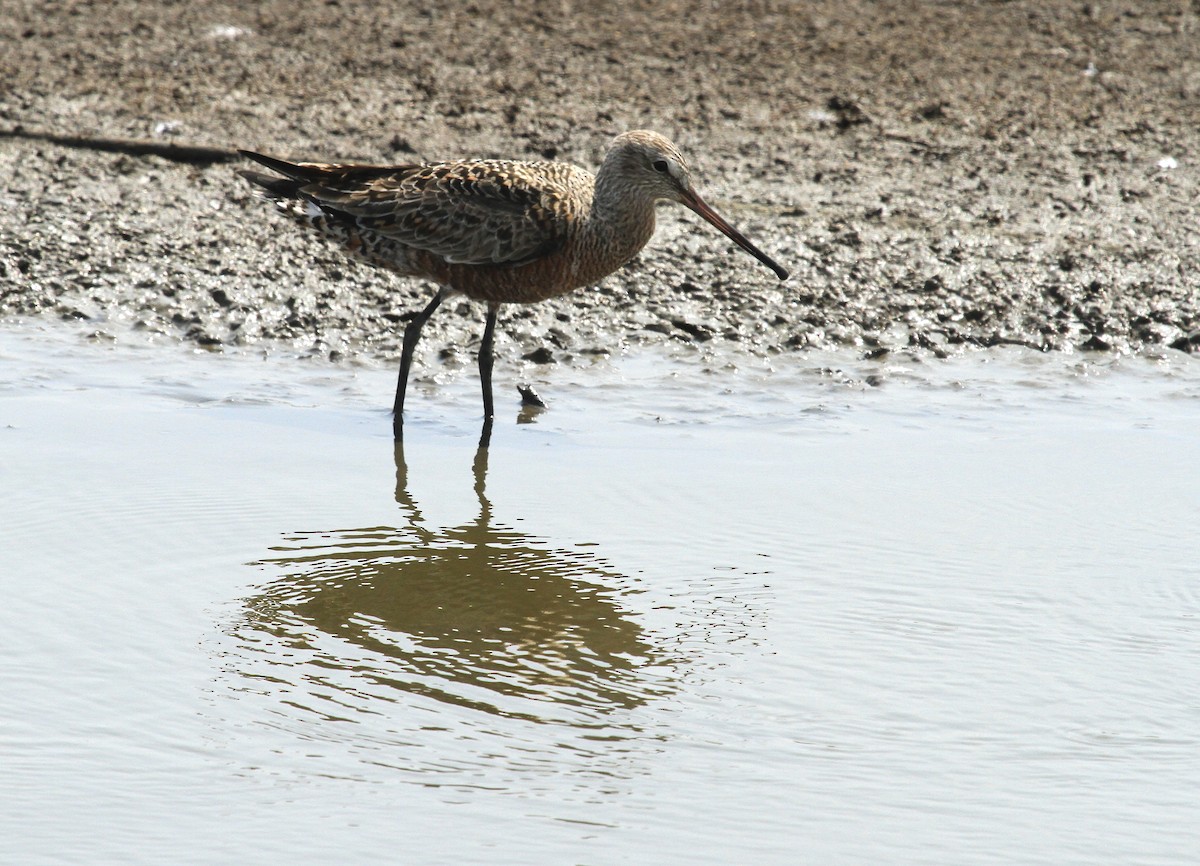 eBird Checklist - 17 Apr 2022 - Little Chenier Rd. - 39 species (+1 ...