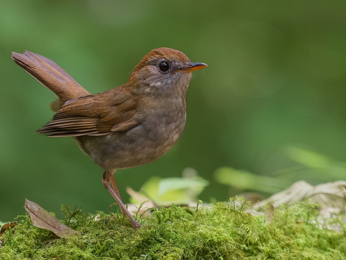 Ruddy-capped Nightingale-Thrush - Catharus frantzii - Birds of the World