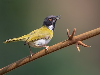 Masked Apalis - Apalis binotata - Birds of the World