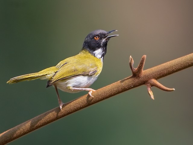 Photos - Masked Apalis - Apalis binotata - Birds of the World