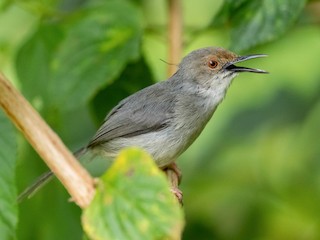 Long-billed Tailorbird - Artisornis moreaui - Birds of the World