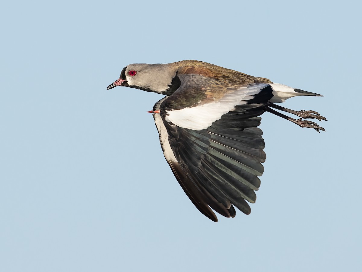 Southern Lapwing - Vanellus chilensis - Birds of the World