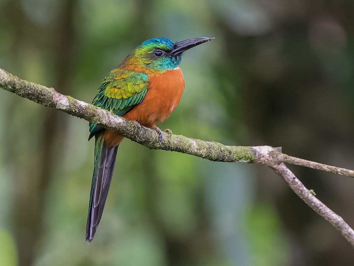 Great Jacamar - Jacamerops aureus - Birds of the World
