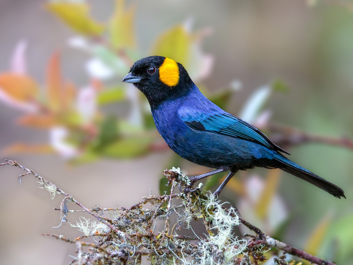 Yellow-scarfed Tanager - Iridosornis reinhardti - Birds of the World