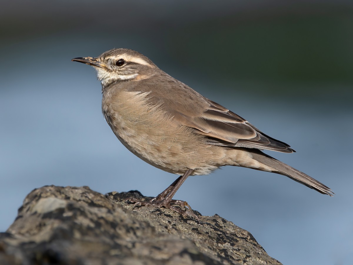 Buff-winged Cinclodes - Cinclodes fuscus - Birds of the World