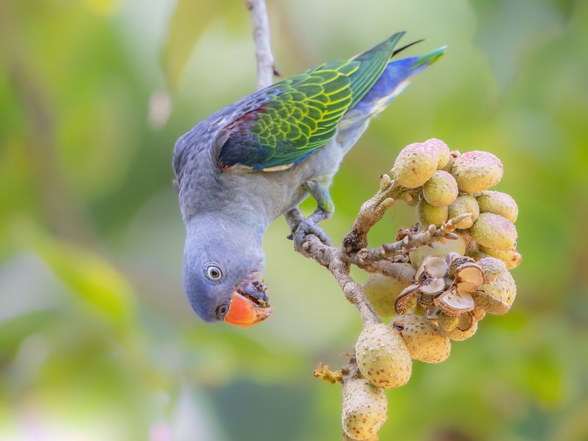 Blue-rumped Parrot - Psittinus cyanurus - Birds of the World