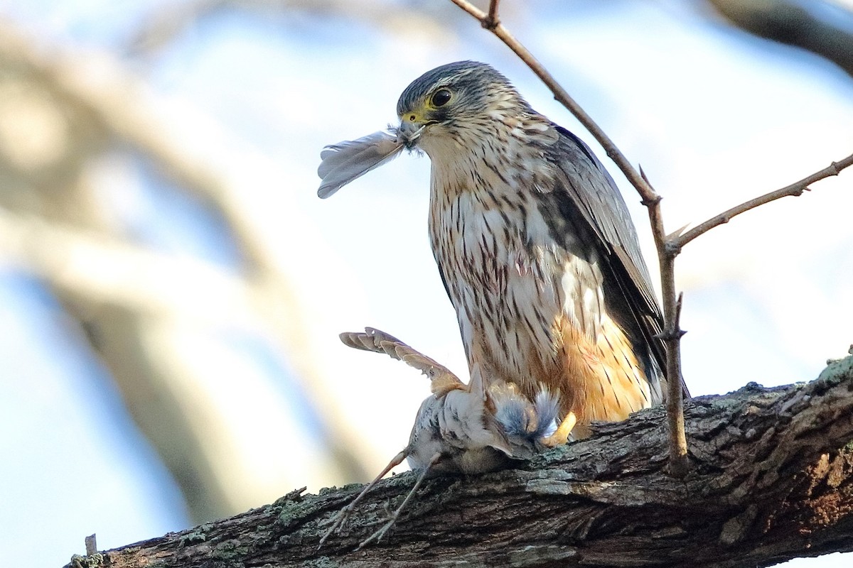 ML437049571 Merlin (Taiga) Macaulay Library