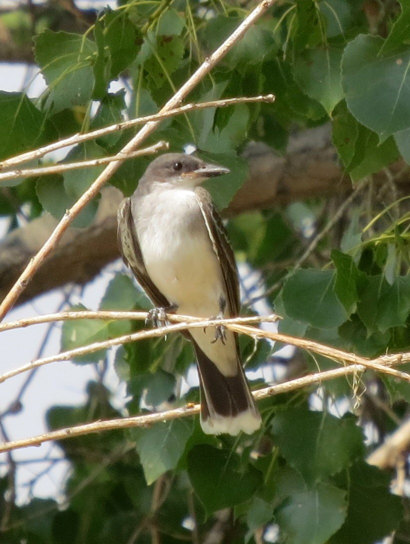 eBird Checklist - 22 Aug 2015 - Riverside Reservoir (restricted access ...