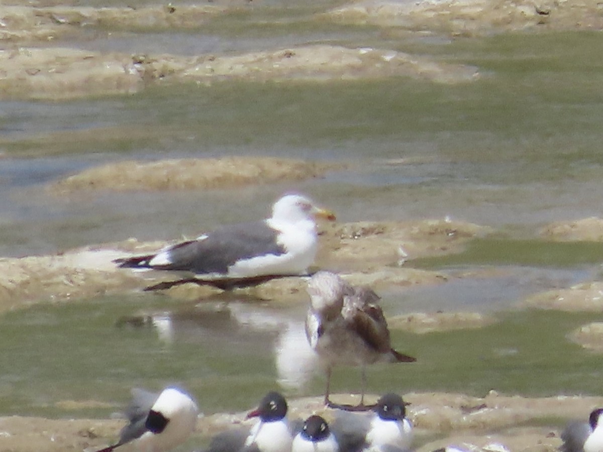 eBird Checklist - 18 Apr 2022 - Lake Livingston Dam & Spillway - 22 species