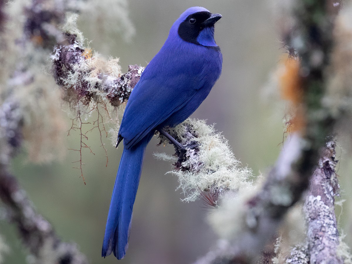 Black-collared Jay - Cyanolyca armillata - Birds of the World