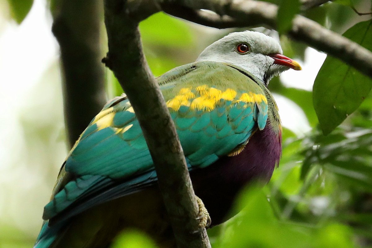 eBird Checklist - 18 Apr 2022 - Finch Hatton Gorge - 10 species