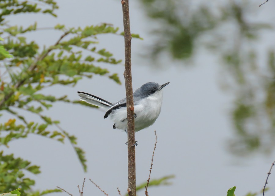 Tropical Gnatcatcher (innotata) - eBird