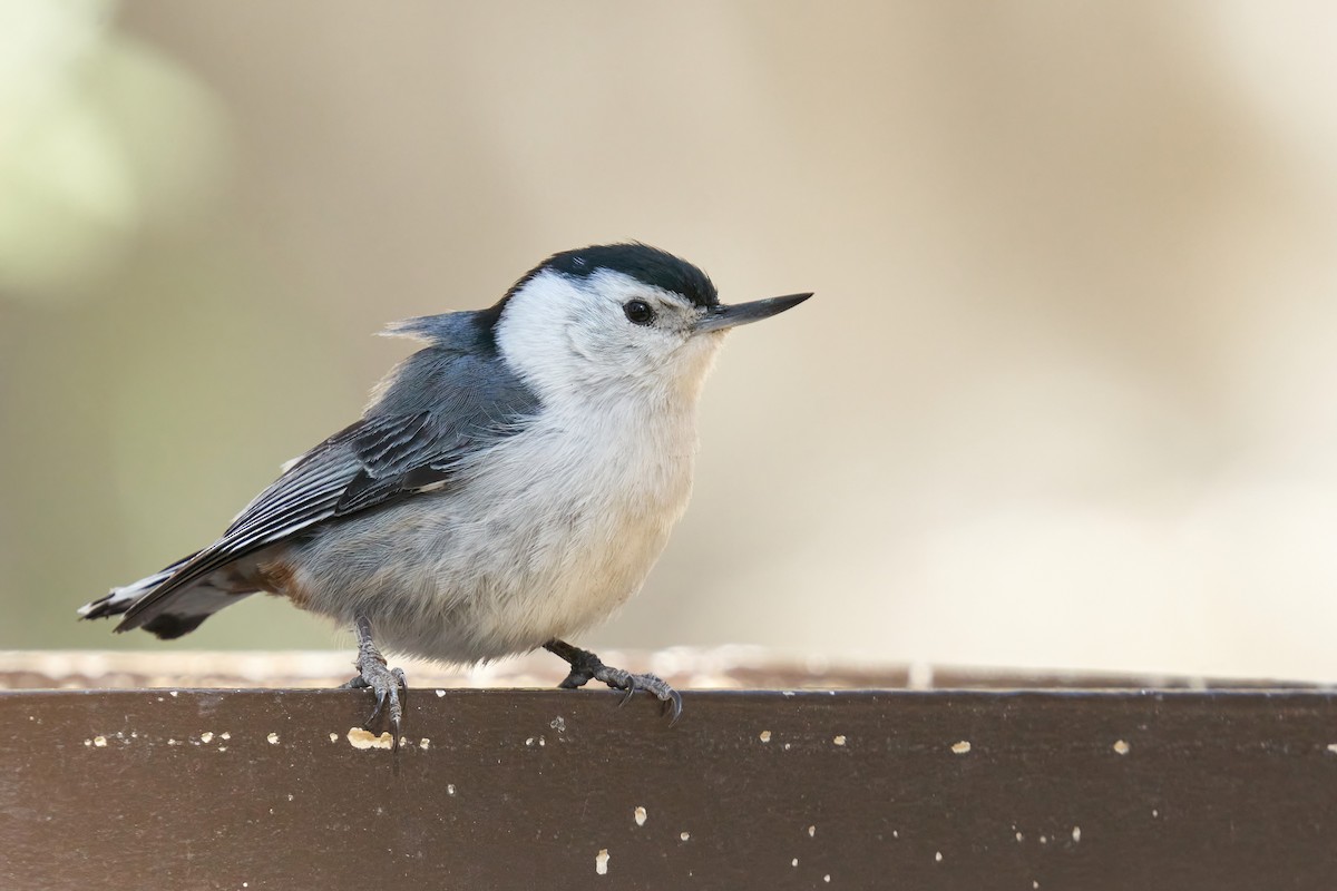 White-breasted Nuthatch (Pacific) - eBird