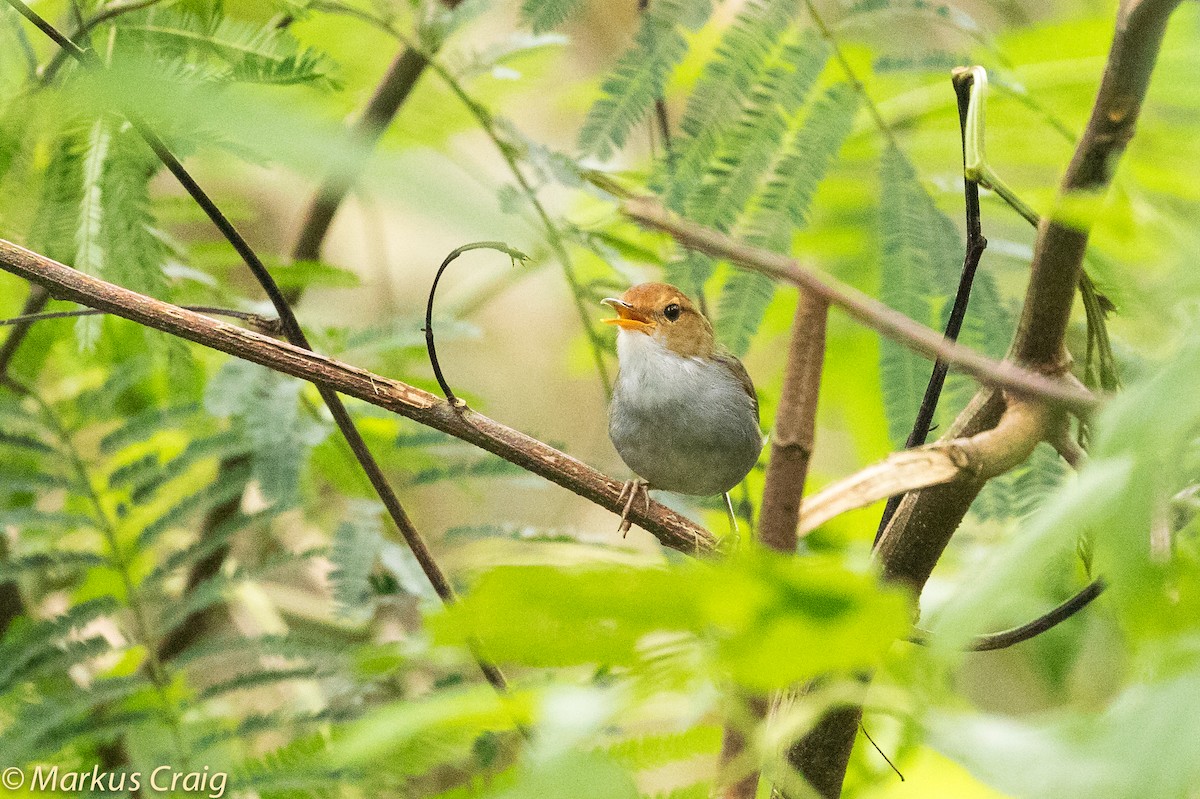 Russet-capped Tesia - Tesia everetti - Birds of the World