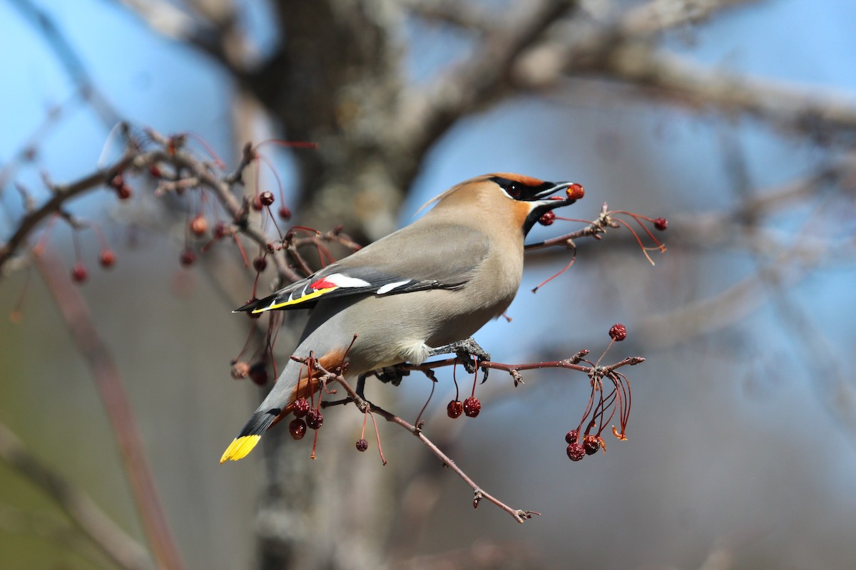 eBird Checklist - 20 Apr 2022 - Maple Lane - 10 species (+1 other taxa)